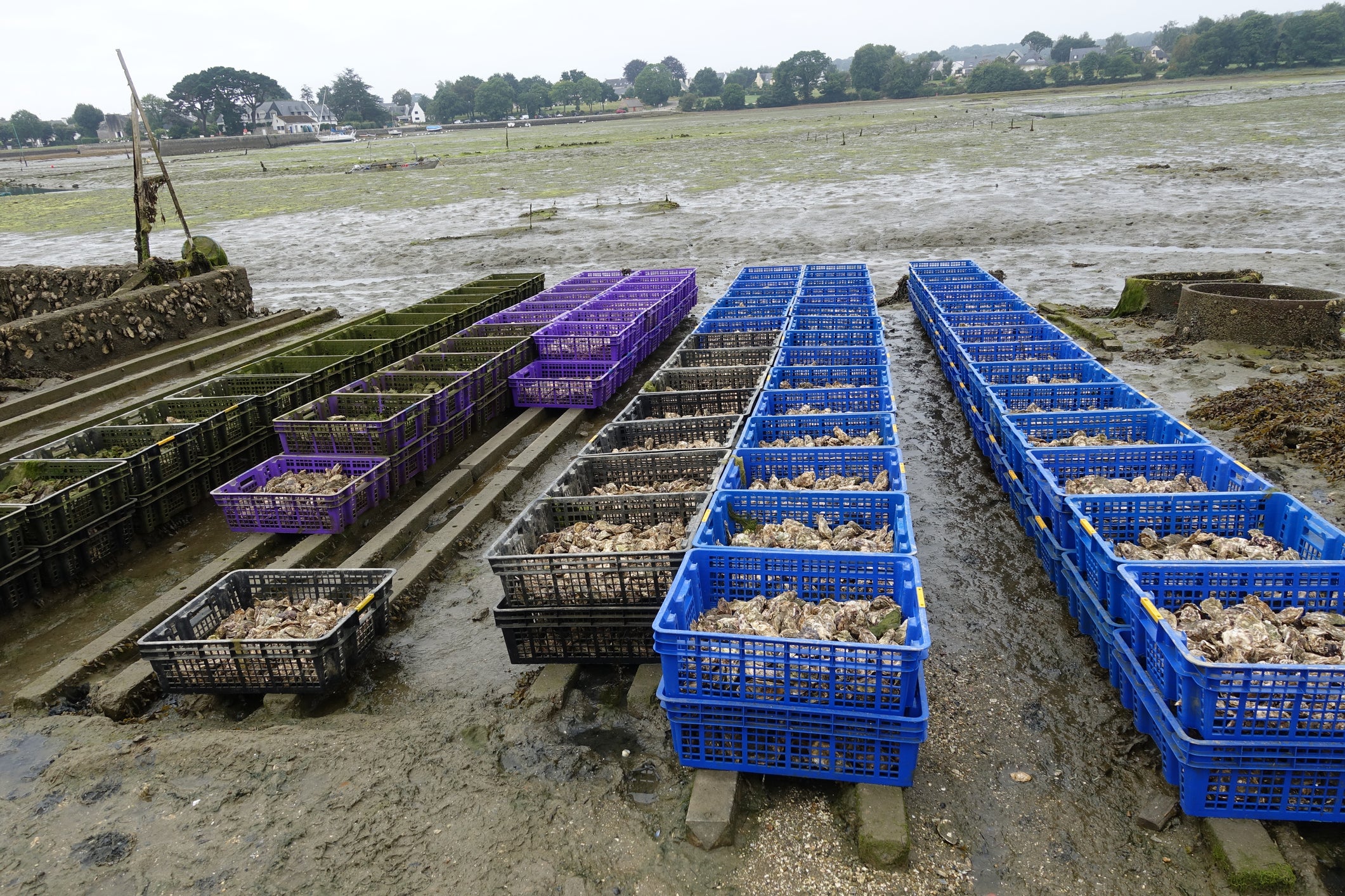 Differences Between Farmed and Wild Oysters – Fresh Oysters